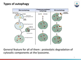 Autophagy Lecture from HNO Skill Development Centre | PPT | Biological Sciences | Science