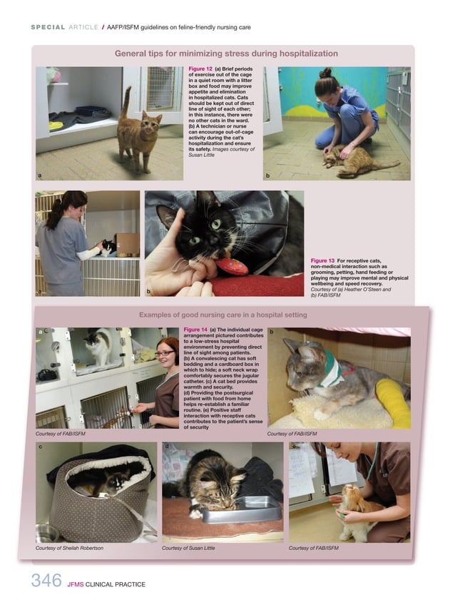 AAFP and ISFM Feline-Friendly Nursing Care Guidelines | PDF