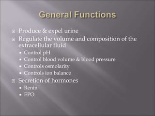 109 Renal pathology.ppt