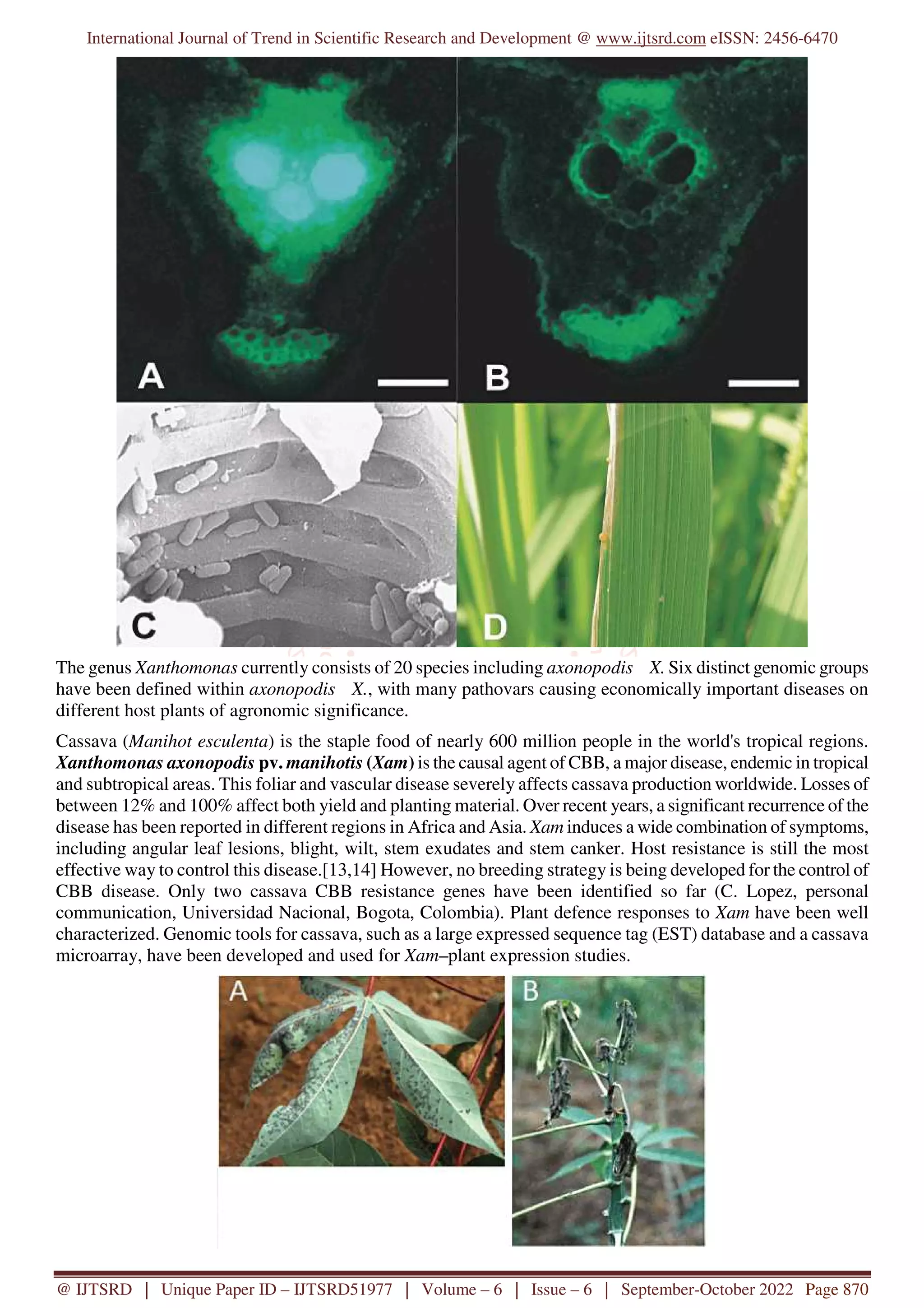 Various Plant Diseases Caused by Xanthomonas Species | PDF