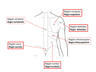 Músculos e la columna vertebral humana. | PPTX