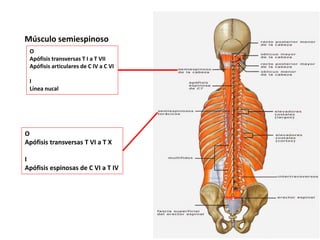 Músculos De La Anatomía De La Columna Lumbar