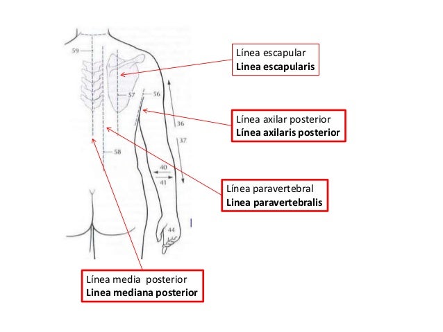 Músculos e la columna vertebral humana.
