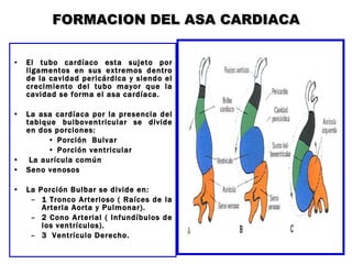 10 a. desarrollo del corazon.. mejor | PPT