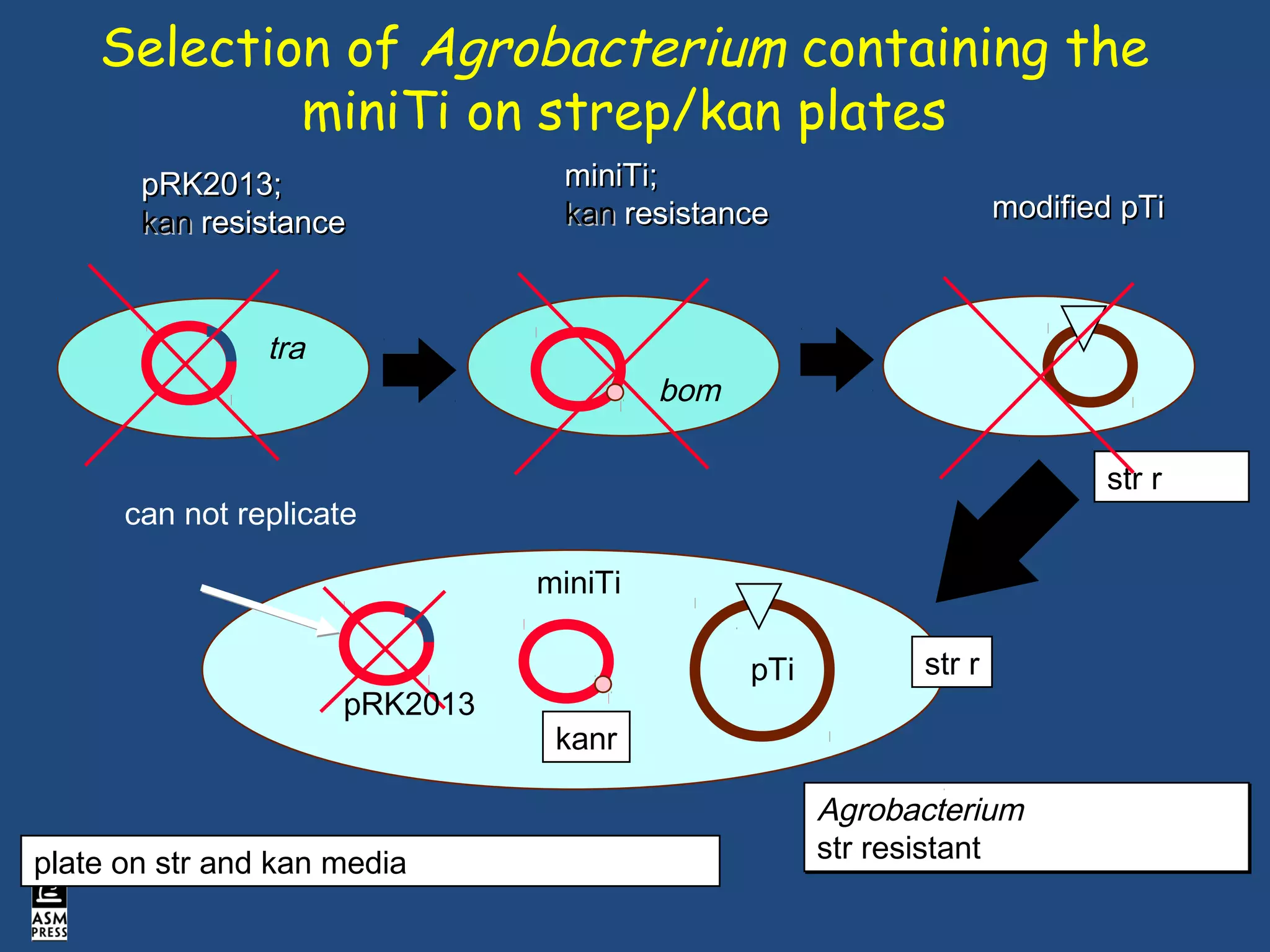 agrobacterim vector | PPT