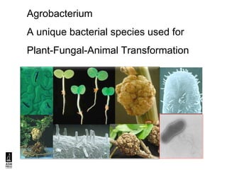 agrobacterim vector | PPT
