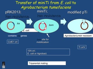 agrobacterim vector | PPT
