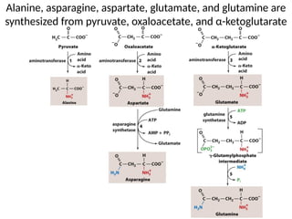 10 Amino acid biosynthesis.pptx biochemistry | PPTX