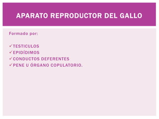 Anatomía reproductiva del ave | PPTX