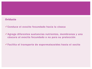 Anatomía reproductiva del ave | PPTX