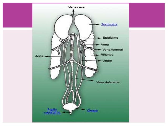 Anatomía reproductiva del ave