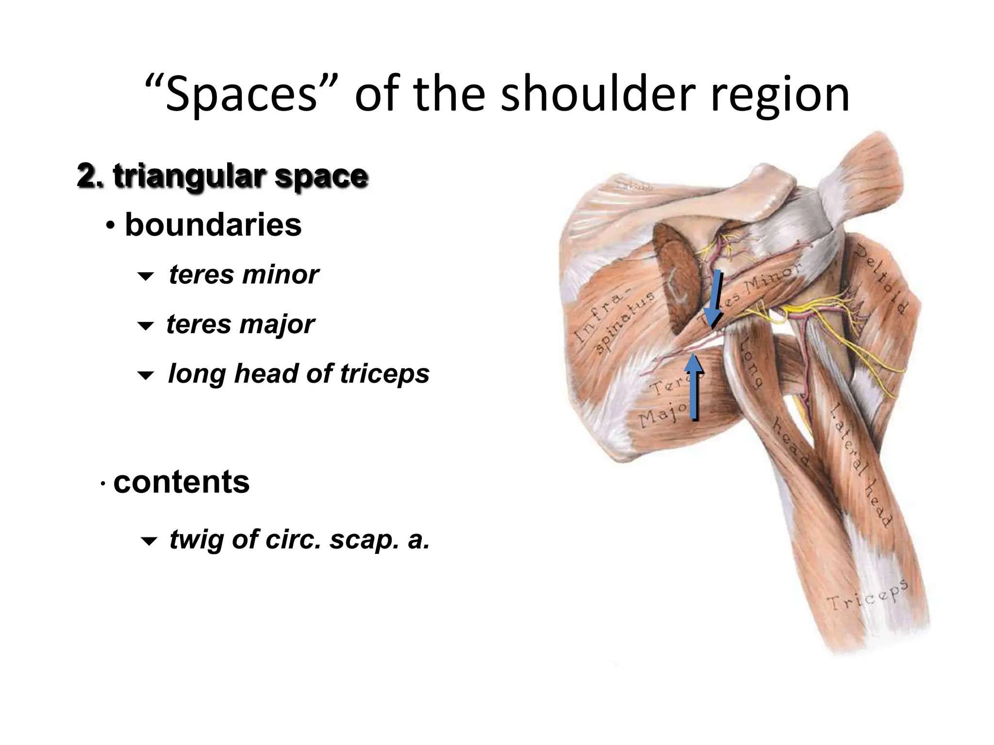 10 Anatomy of Shoulder region.pptx222222 | PPT