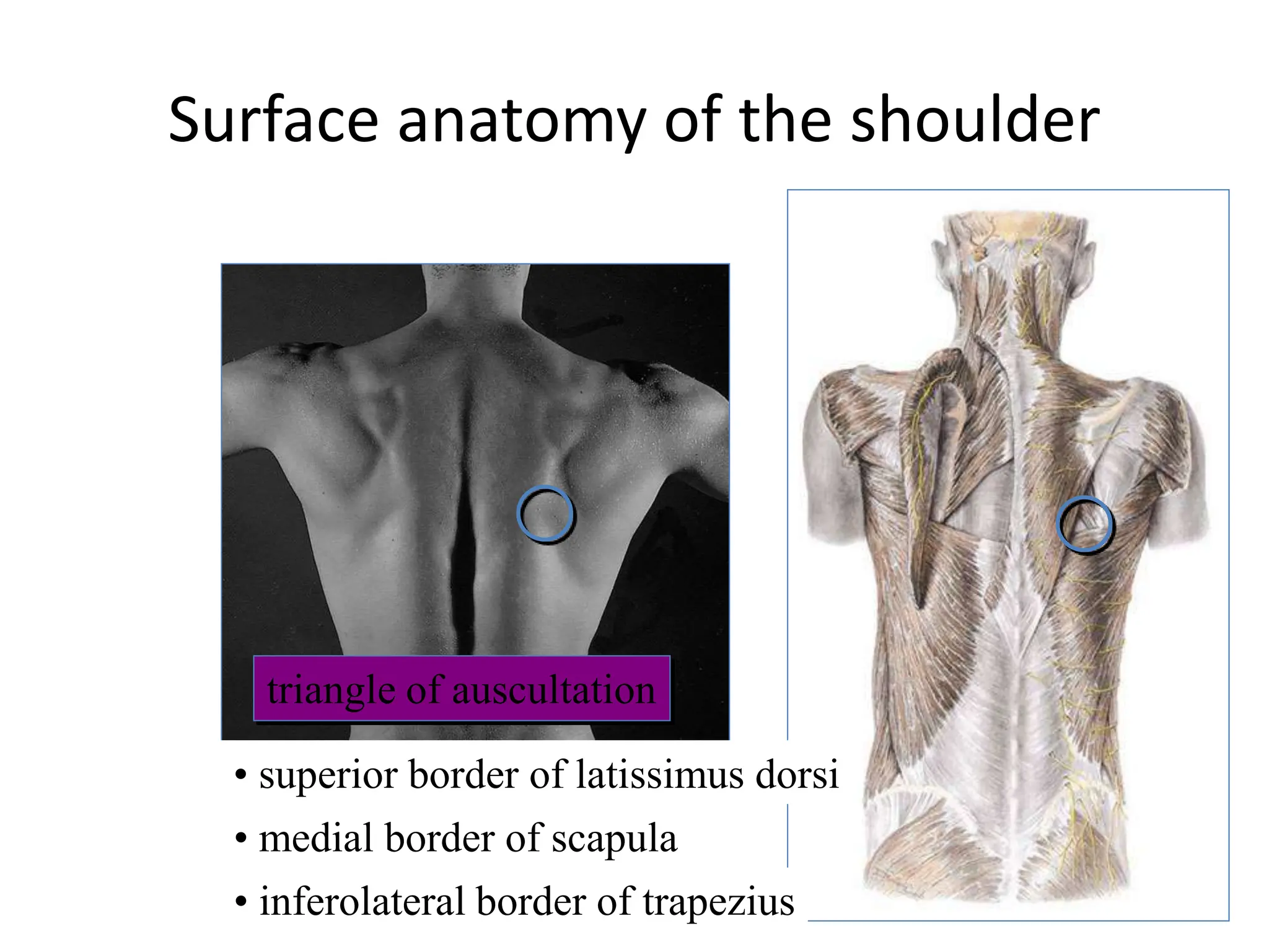 10 Anatomy of Shoulder region.pptx222222 | PPT
