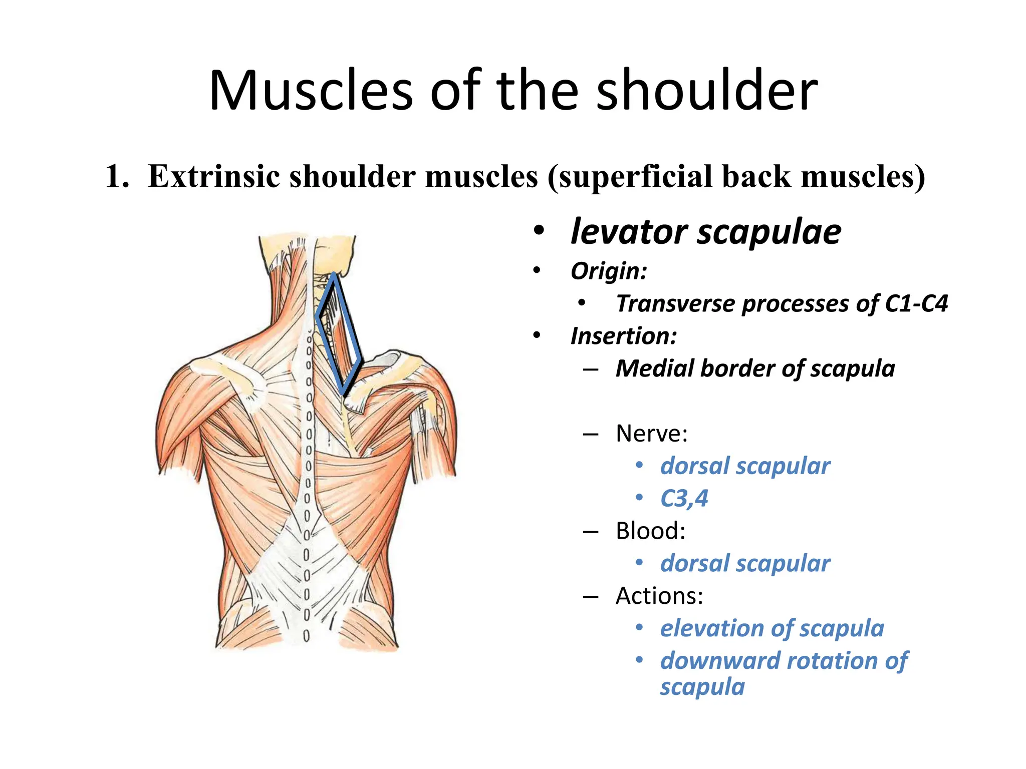 10 Anatomy of Shoulder region.pptx222222 | PPT | Free Download