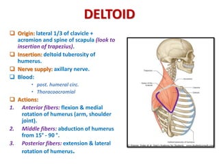 10 Anatomy of Shoulder region.pptx222222 | PPT