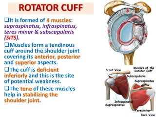 10 Anatomy of Shoulder region.pptx222222 | PPTX