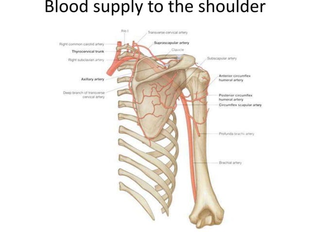 10 Anatomy of Shoulder region.pptx222222 | PPT