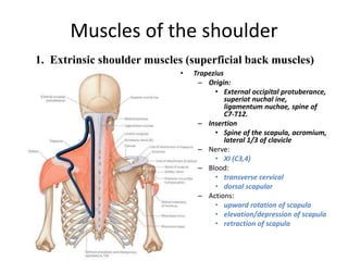 10 Anatomy of Shoulder region.pptx222222 | PPTX
