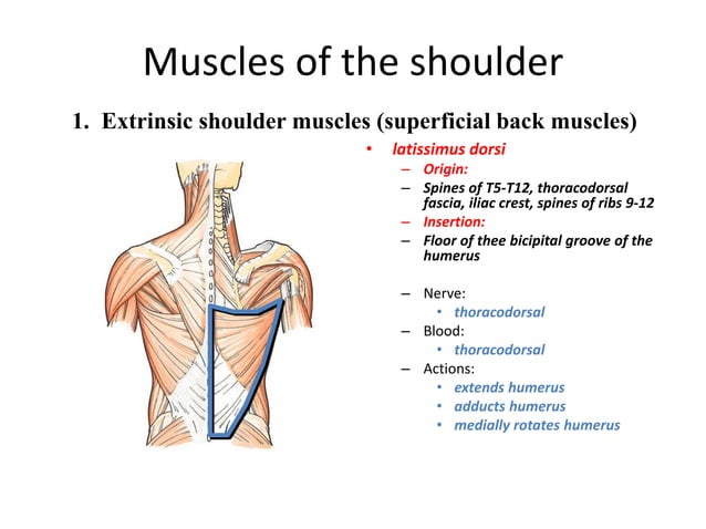 10 Anatomy of Shoulder region.pptx222222 | PPT | Free Download