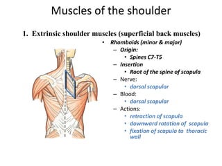 10 Anatomy of Shoulder region.pptx222222 | PPTX