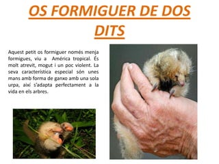 10 animals extranys | PPT