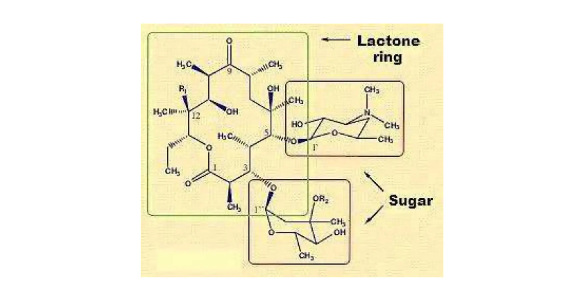 Macrolide antibiotics | PDF
