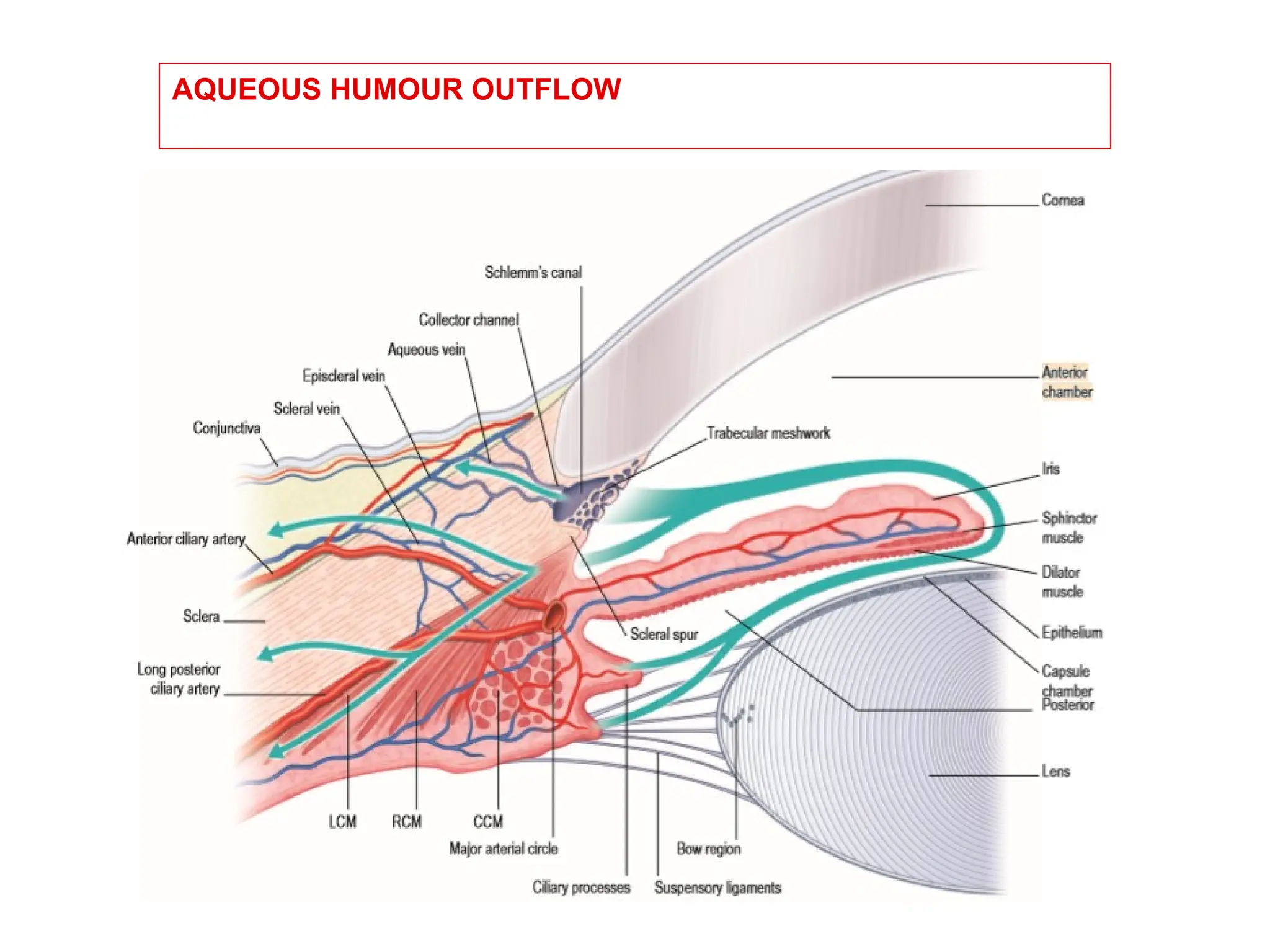 Ophthalmology presentation in aqueous humor dynamics.pptx