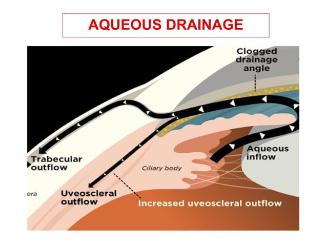 Ophthalmology presentation in aqueous humor dynamics.pptx
