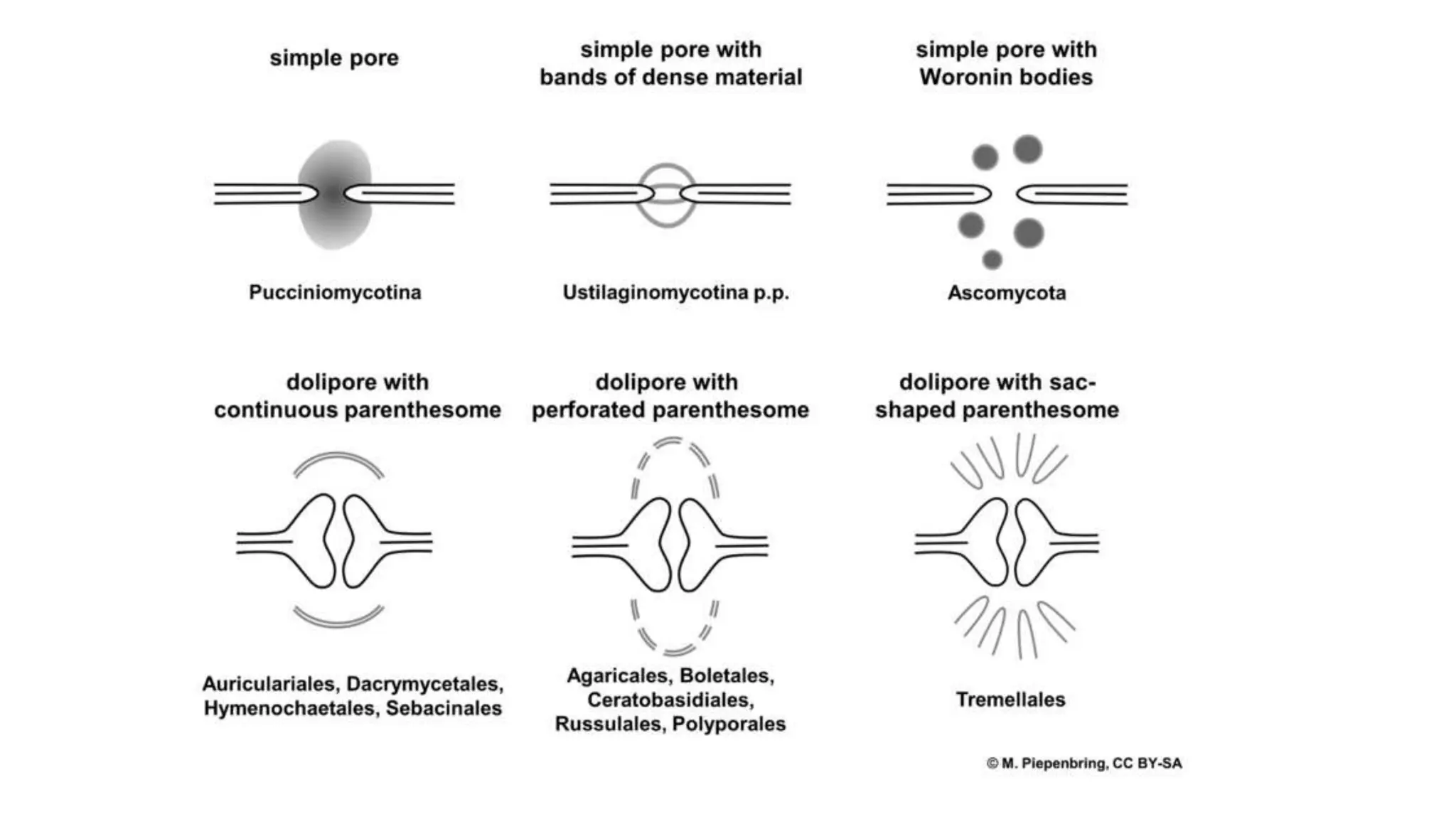 10 Ascus development.pptx
