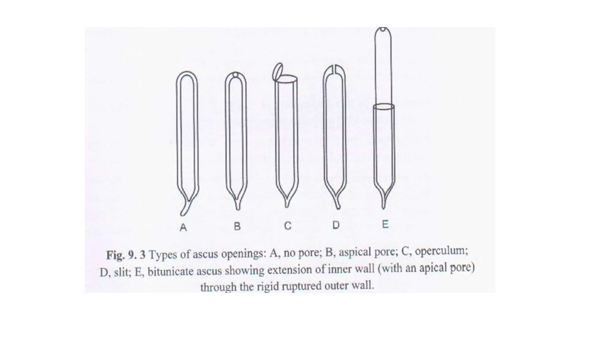 10 Ascus development.pptx