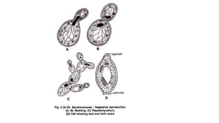 10 Ascus development.pptx