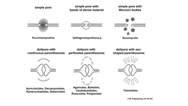 10 Ascus development.pptx