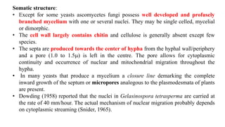 10 Ascus development.pptx