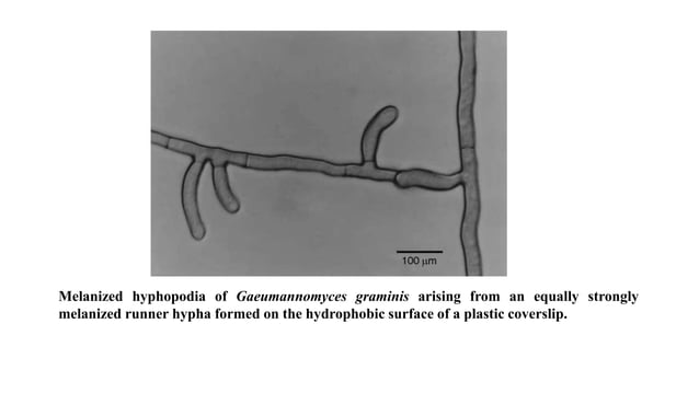 10 Ascus development.pptx