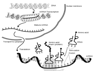 10 basics of human genetics | PPT