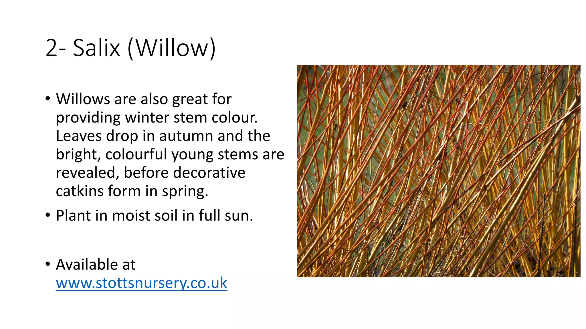 10 Best Winter Shrubs | PDF