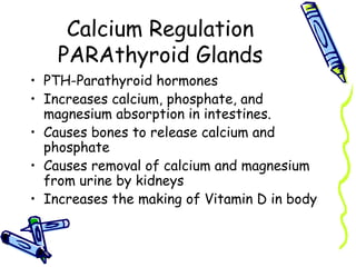 Endocrine system | PPT