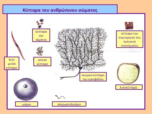 Κύτταρα και ιστοι