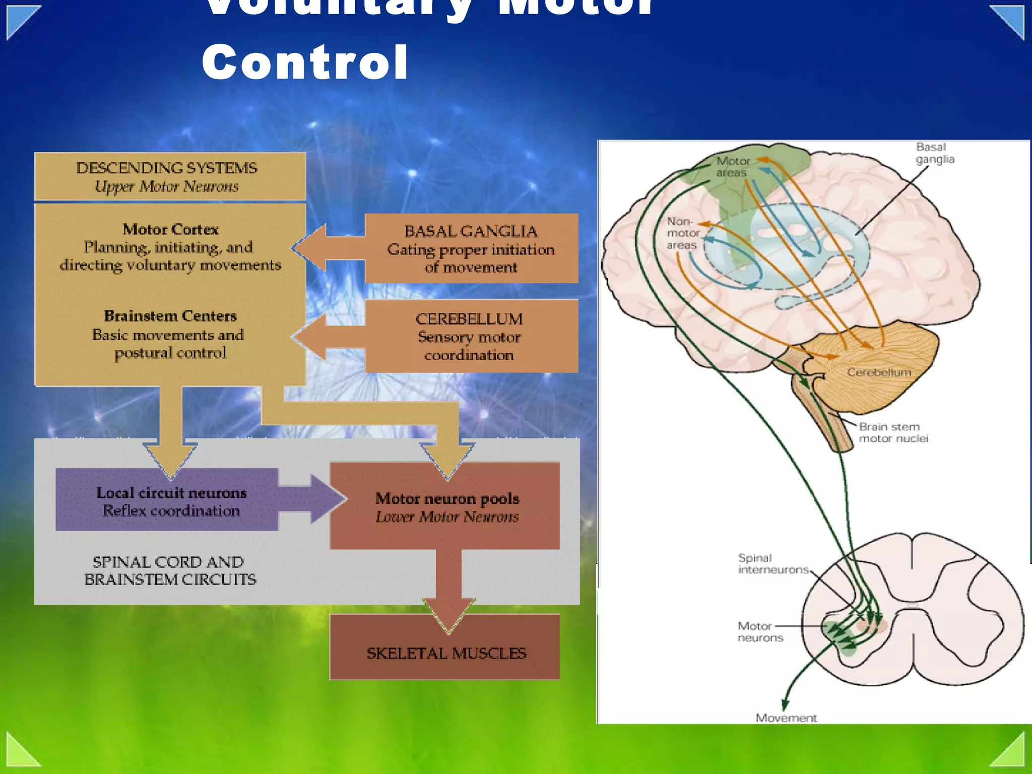10b motor system voluntary control | PPT