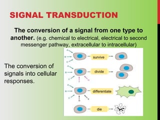 Cellular communication (signal transduction) | PPT