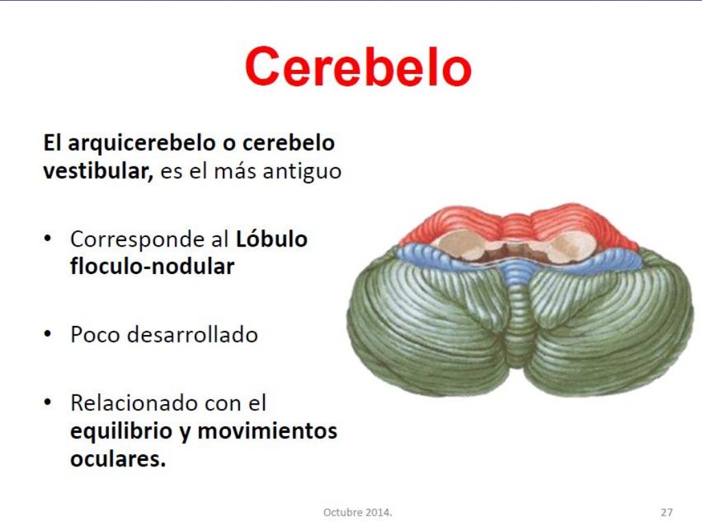 METENCÉFALO Y CEREBELO
