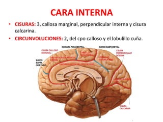 Cerebro Anatomía Pptx