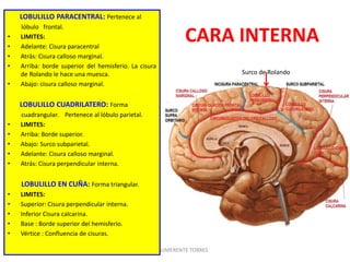 Cerebro: Anatomía | PPTX
