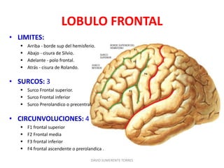 Cerebro: Anatomía | PPTX