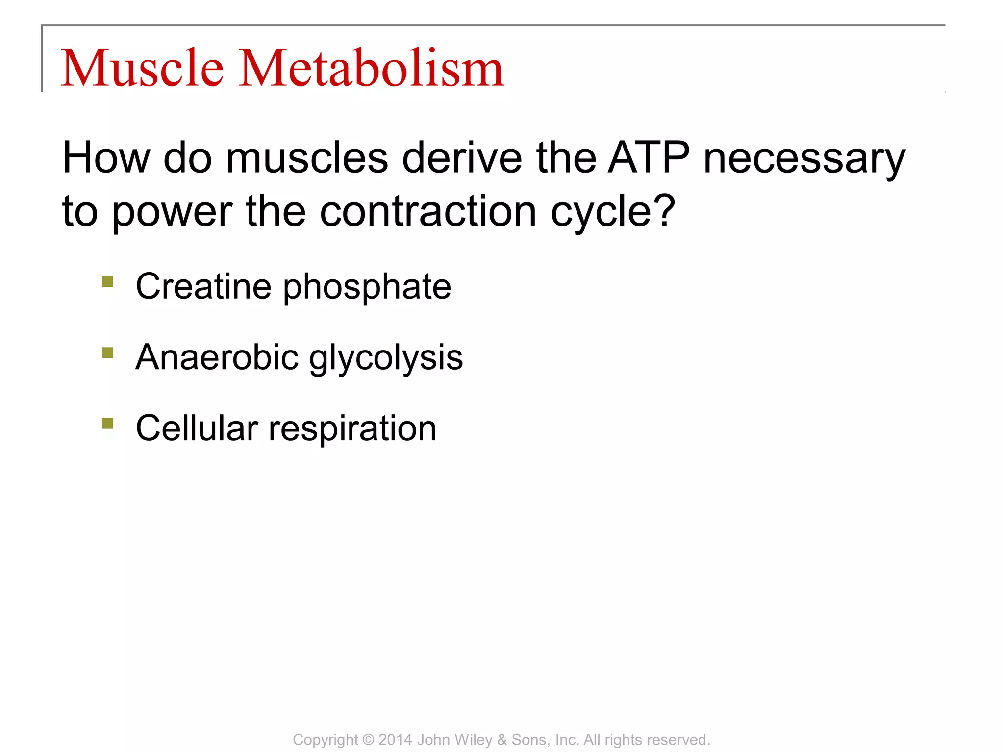 Chapter 10 anatomy and physologiy muscular tissues | PDF