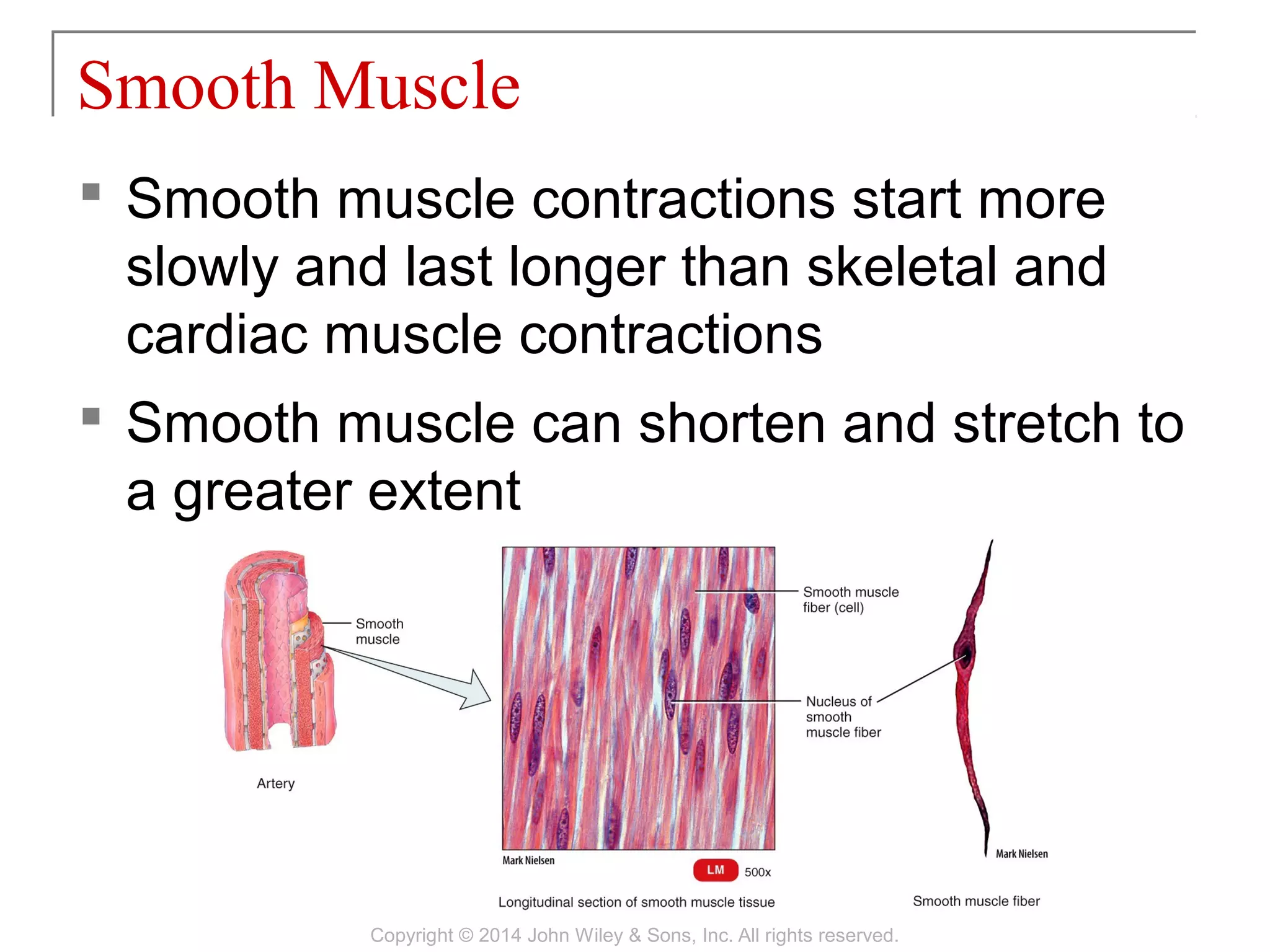Chapter 10 anatomy and physologiy muscular tissues | PDF