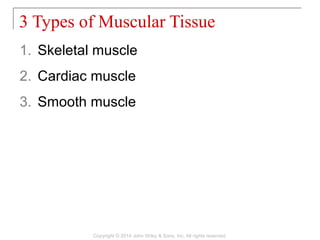 Chapter 10 anatomy and physologiy muscular tissues | PDF