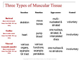 Chapter 10 anatomy and physologiy muscular tissues | PDF