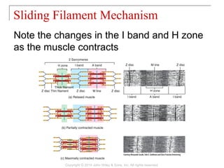 10 [chapter 10 muscular tissue] | PPT