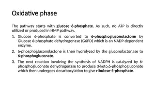 10 carbohydrate Metabolism for medical students | PPTX